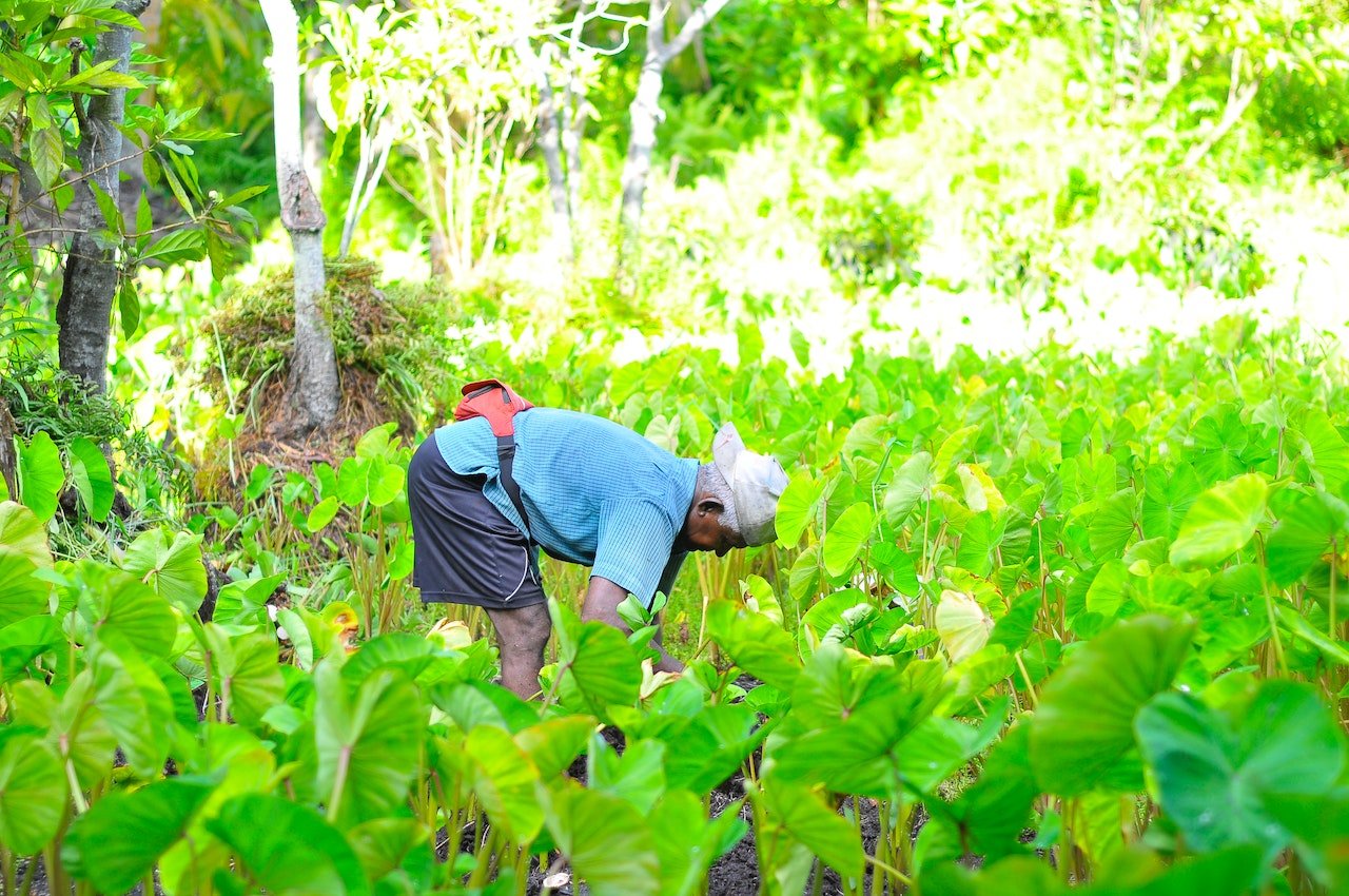 15 ways to make your plantation business stand out